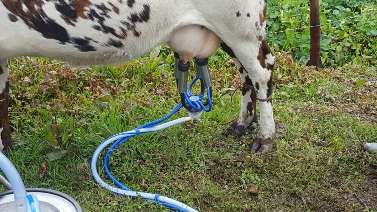 Equipos y maquinas de ordeño: Todo sobre el ordeño para su ganadería ...